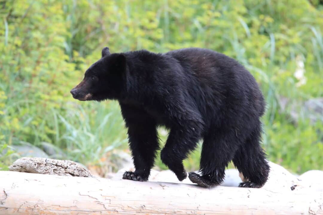 7 Easiest animals to hunt for beginners – Backfire