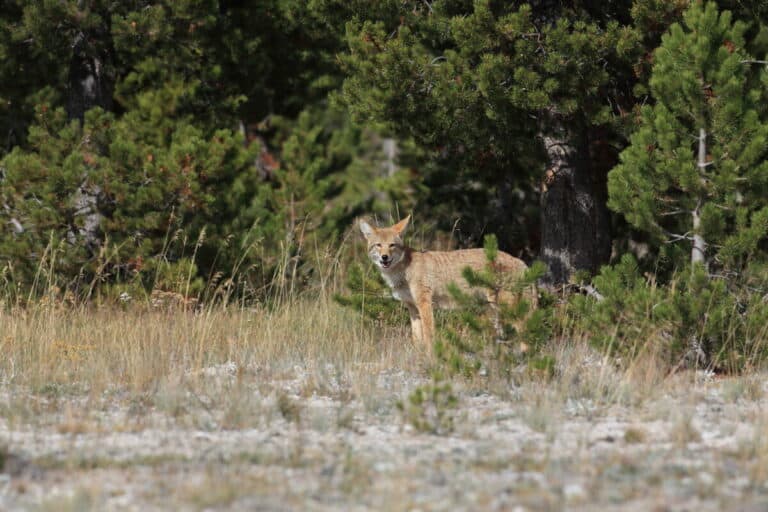 Montana Coyote Hunting Guide: Laws, tips, and where to hunt – Backfire