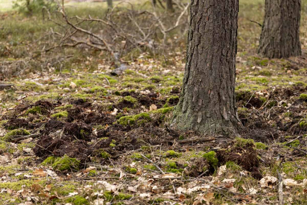 5 Reliable Spots for Hunting Hogs in Alabama – Backfire