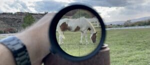 How Much Rifle Scope Zoom You Need (With pictures) – Backfire